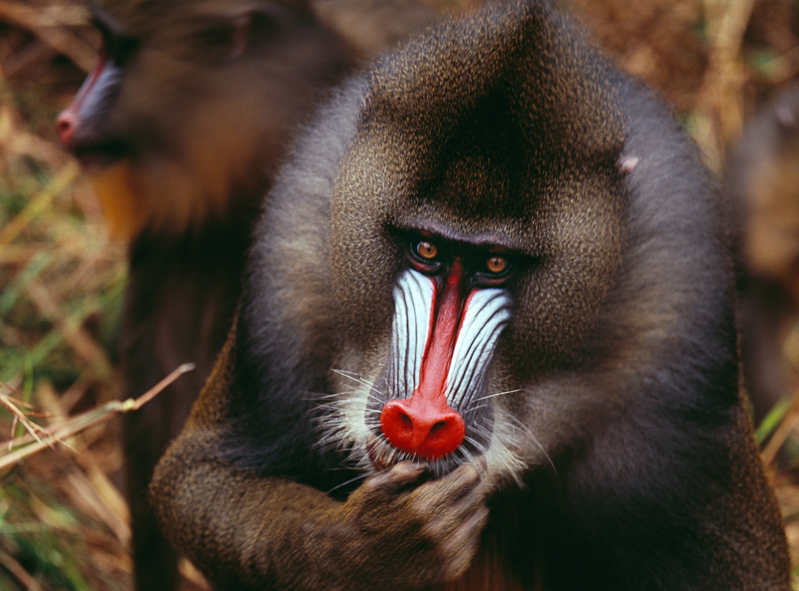 Embassy of the Gabonese Republic, USA